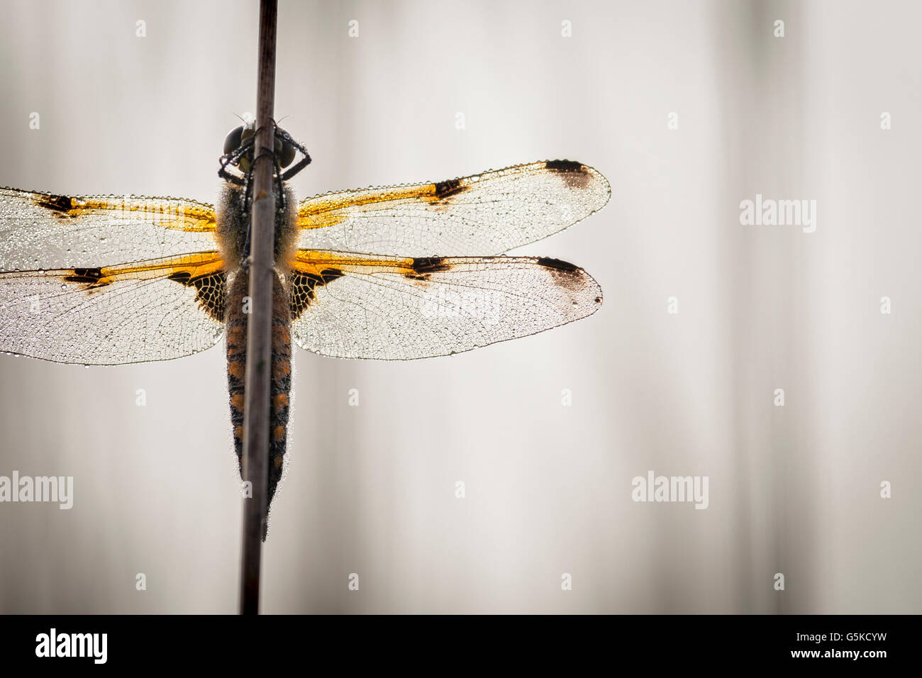 Spot the insect hi-res stock photography and images - Alamy