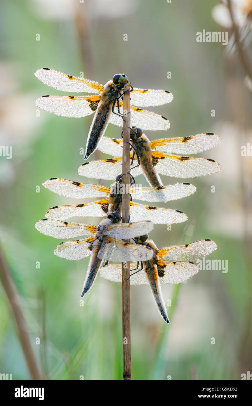 Four winged insects hi-res stock photography and images - Alamy