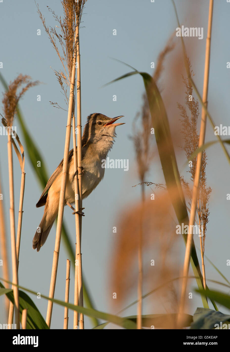 Poland,Singing Great reed-warbler (Acrocephalus arundinaceus) sitting ...