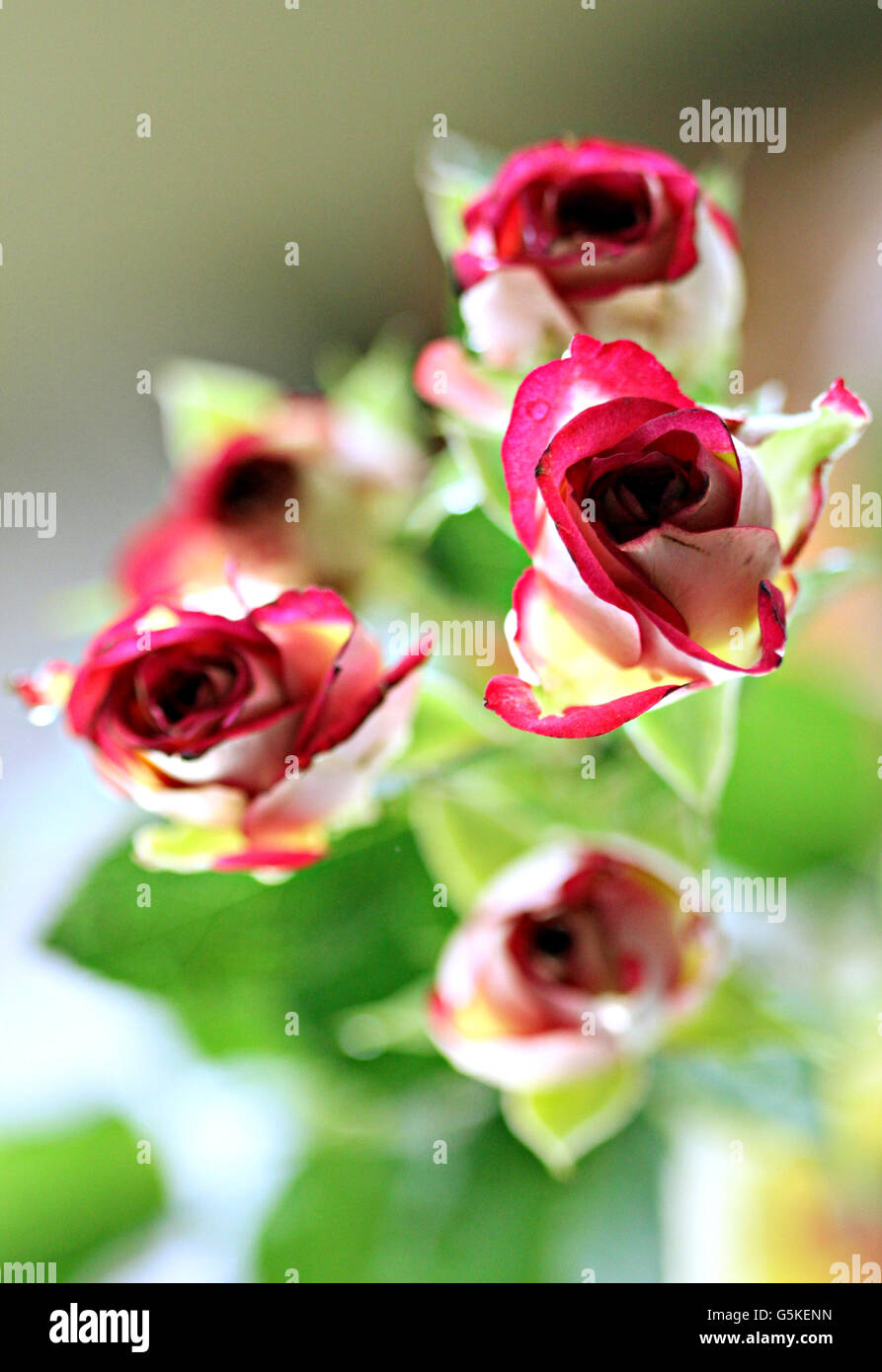 macro photo bush mottled red rose Stock Photo - Alamy