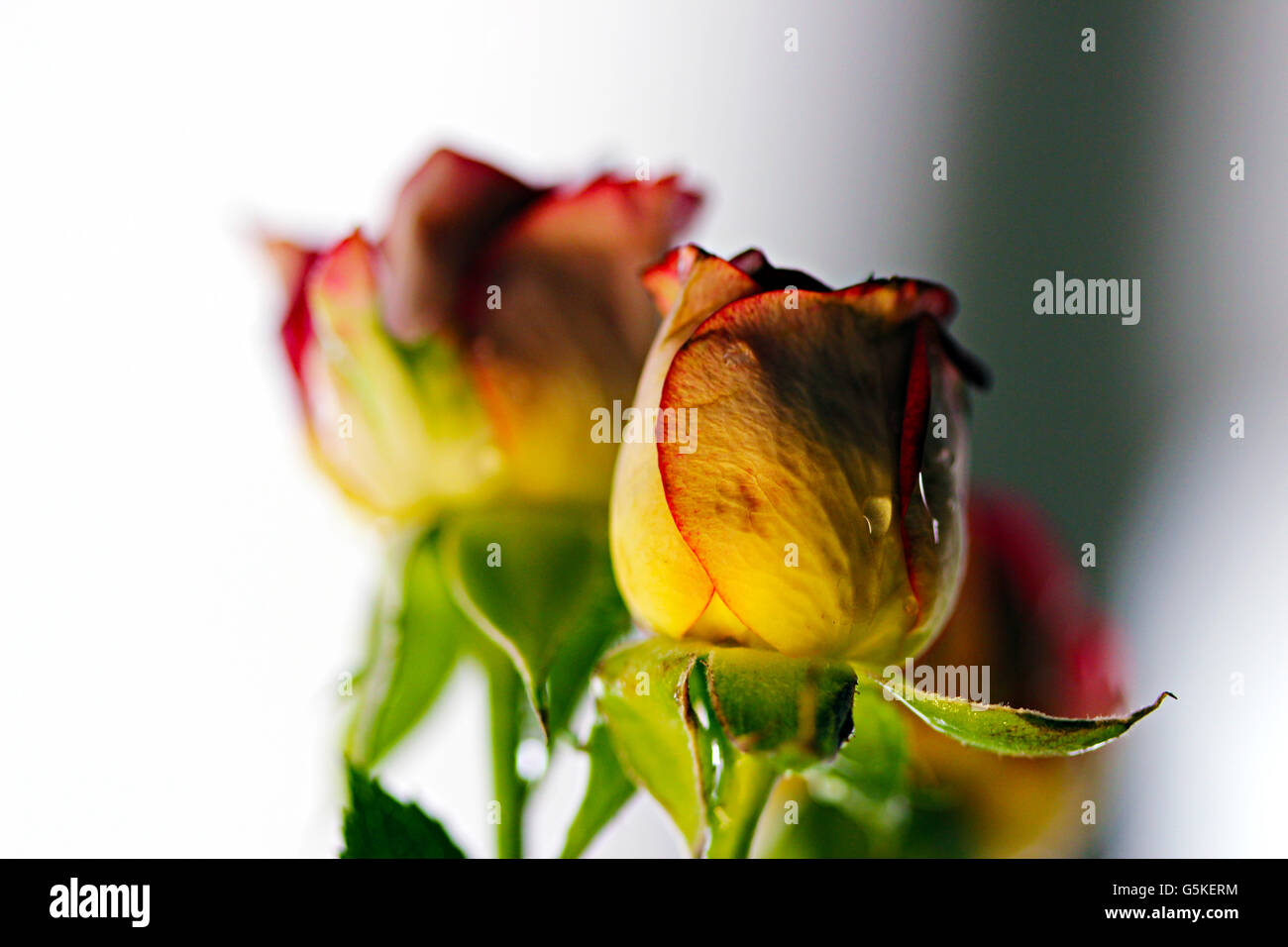 Rose clustered bloom hi-res stock photography and images - Alamy