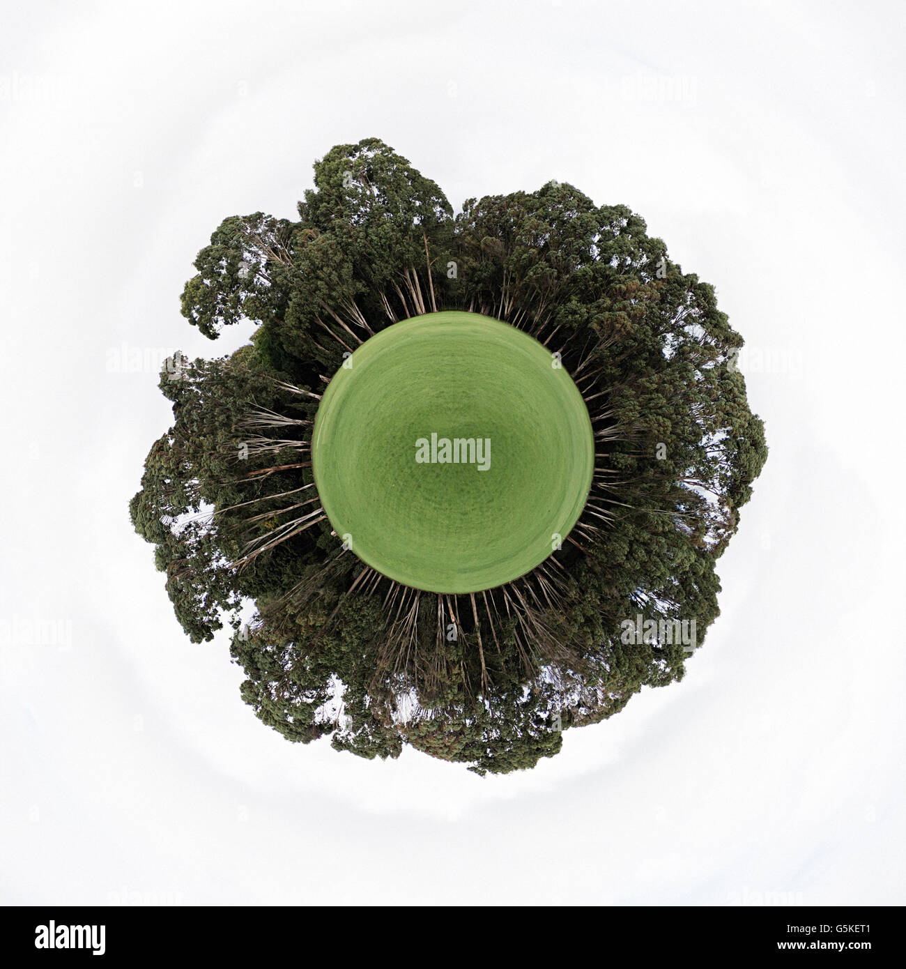 Cross section view of trees growing around globe Stock Photo - Alamy