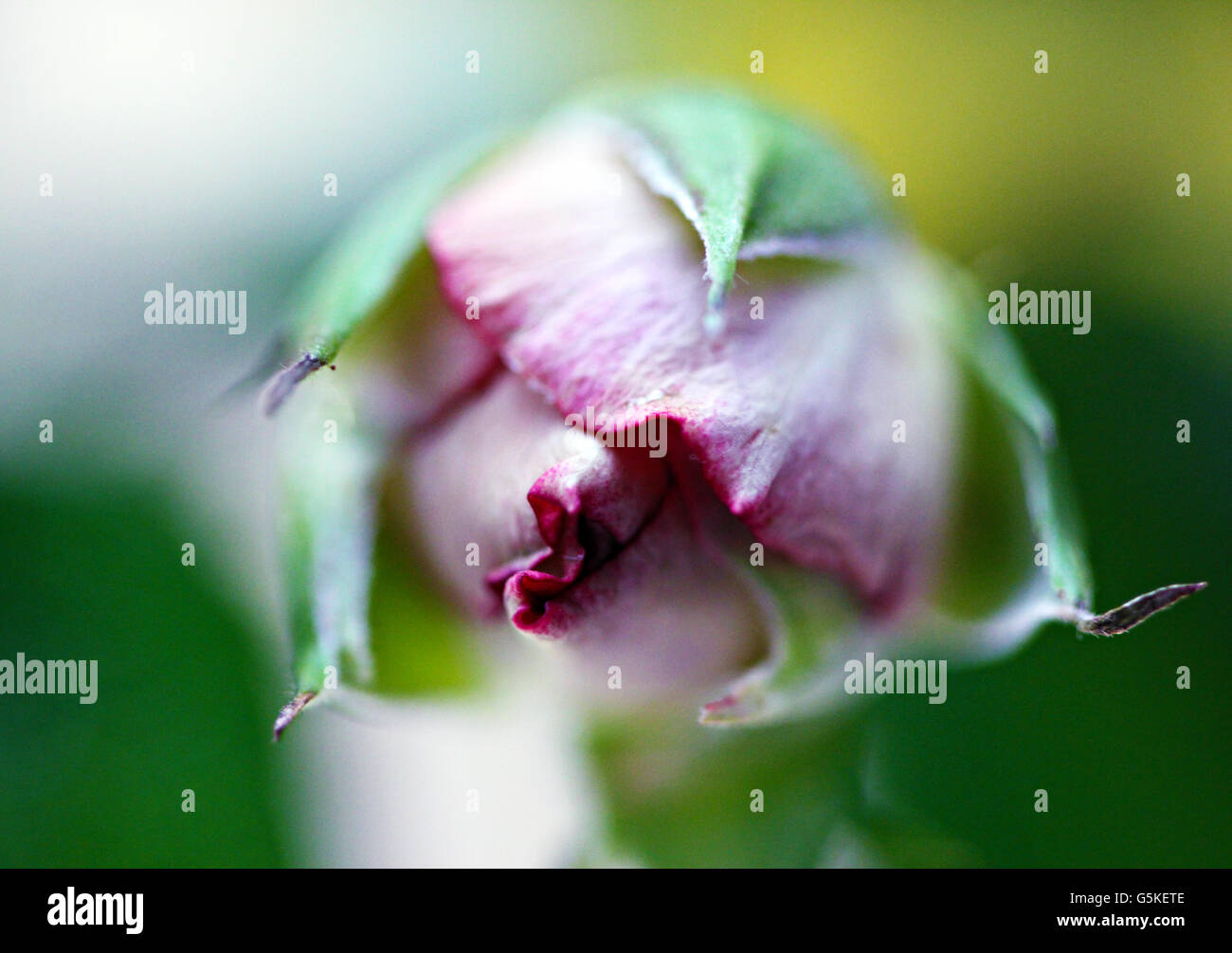 macro photo bush mottled red rose Stock Photo - Alamy