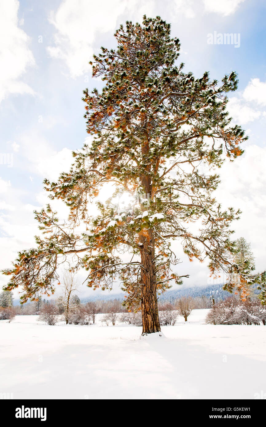 The halfway tree hi-res stock photography and images - Alamy