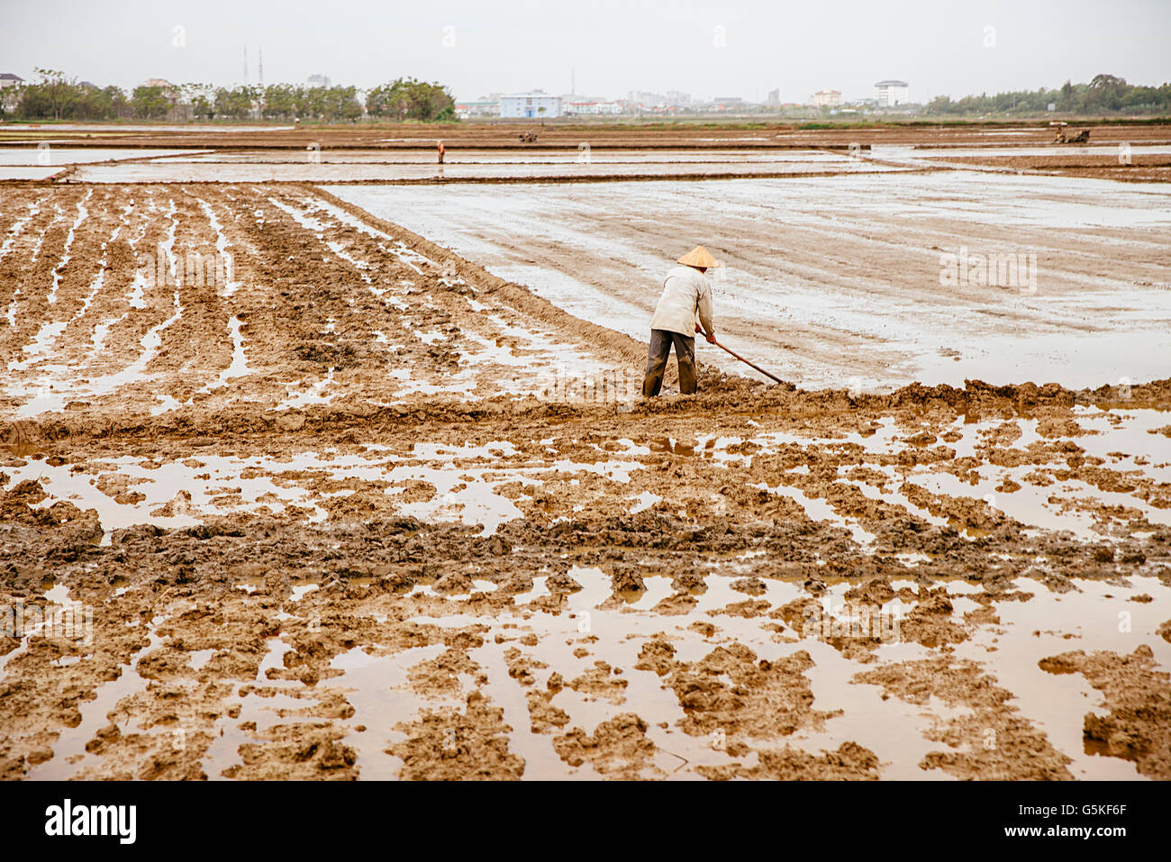 Farmer working in rural rice fields Stock Photo - Alamy