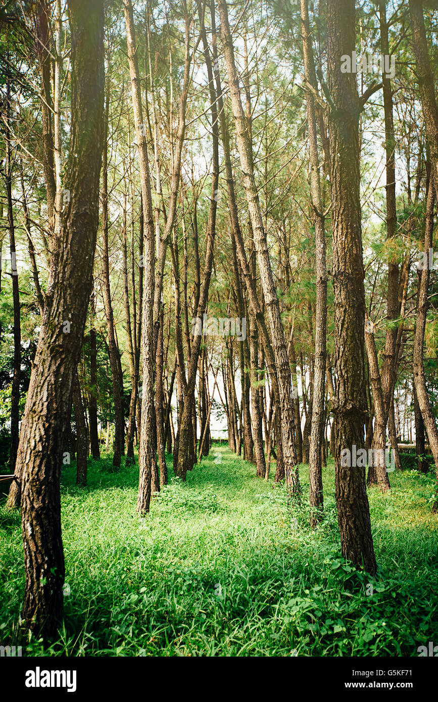 Trees growing in forest Stock Photo - Alamy