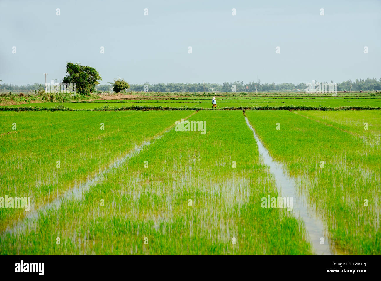Farmer walking in rural rice field Stock Photo - Alamy
