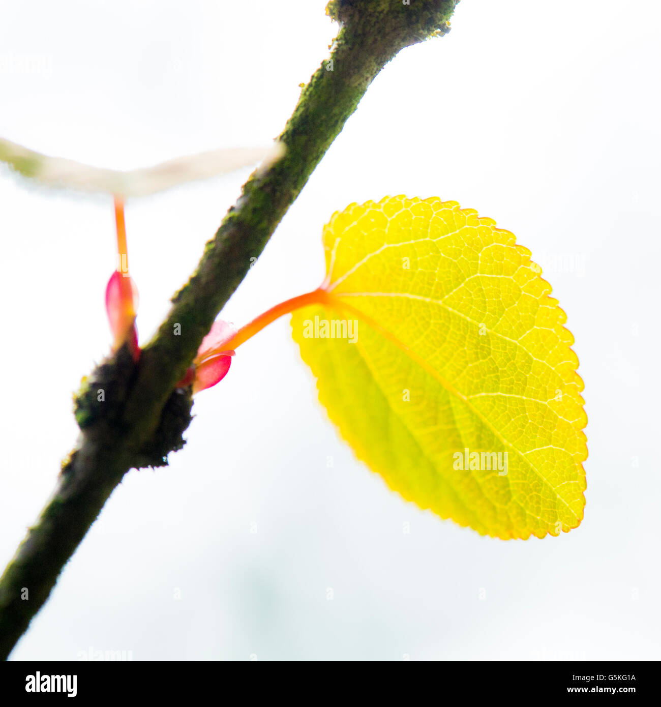 Growing network hi-res stock photography and images - Alamy