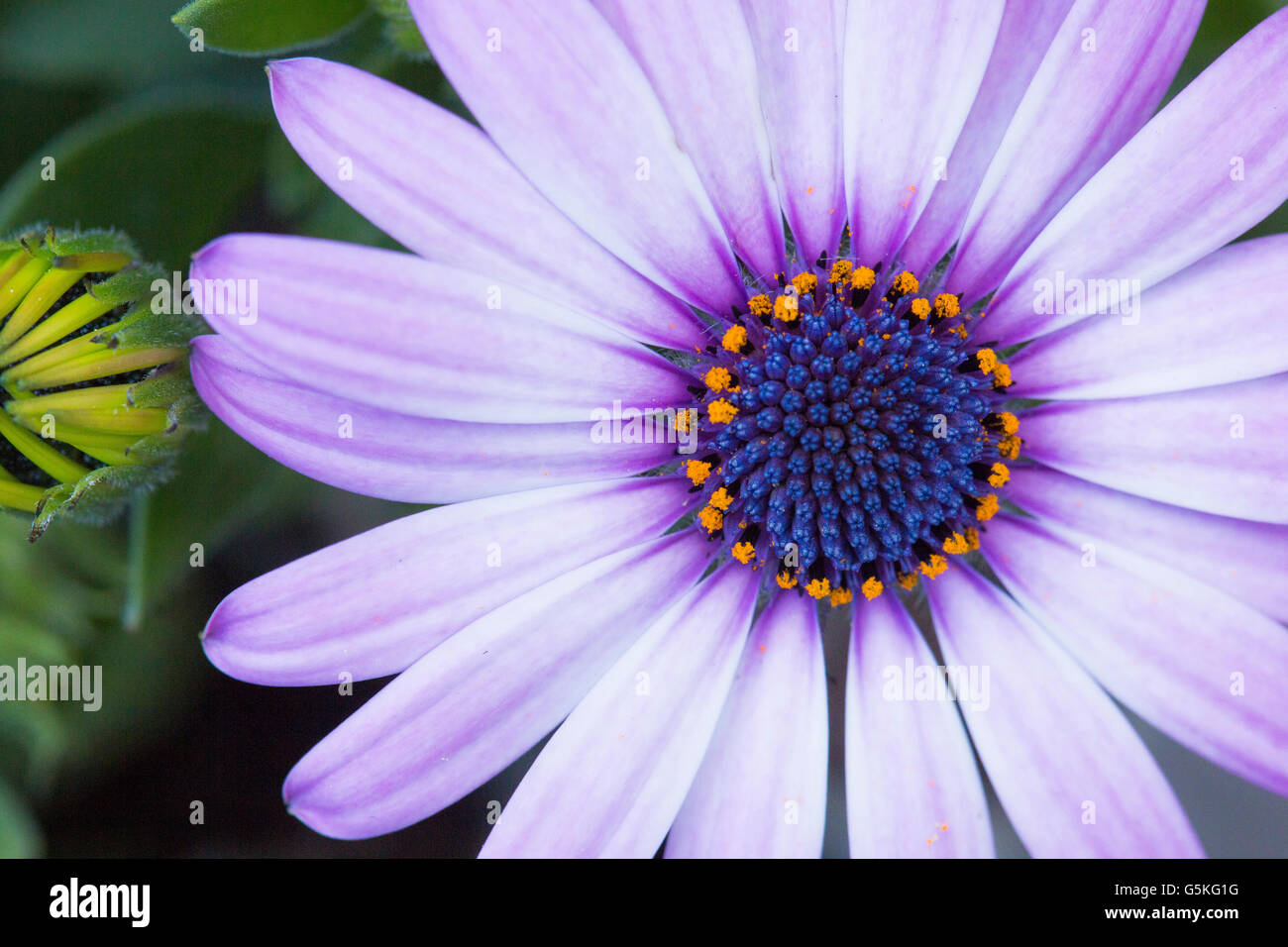 Close up of blooming flower Stock Photo - Alamy