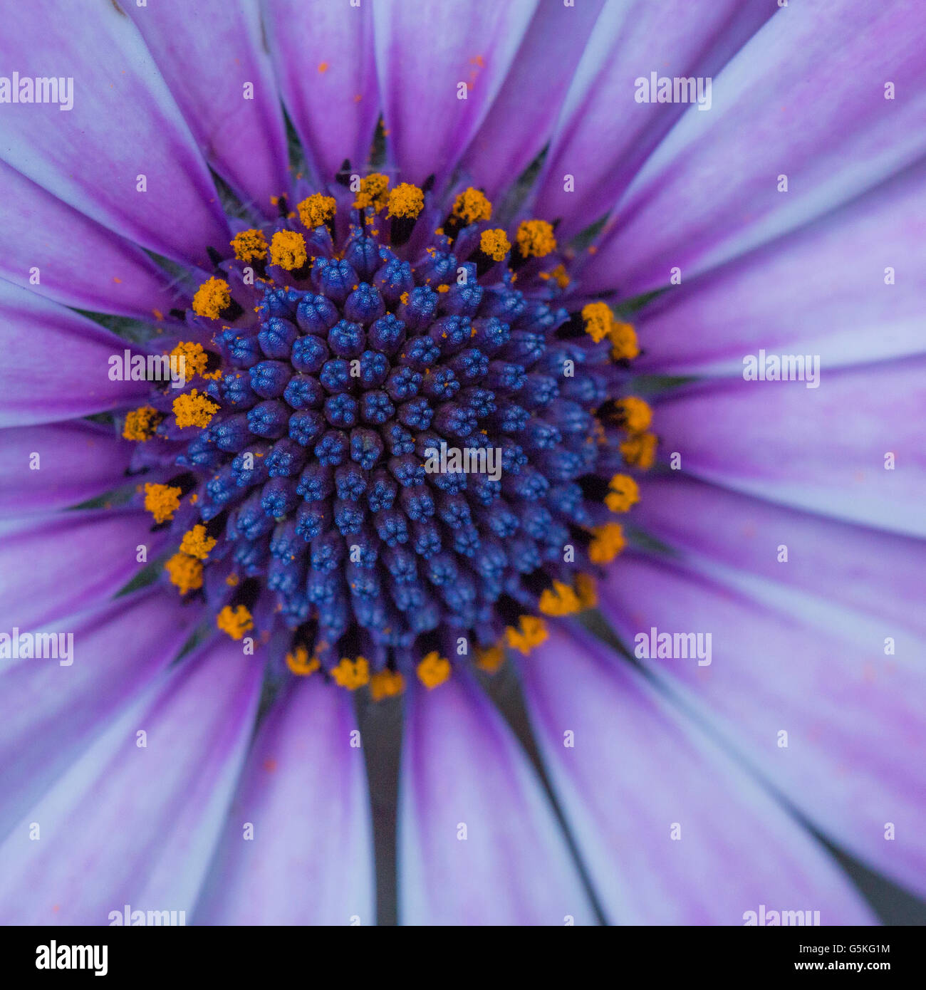 Close up of blooming flower Stock Photo - Alamy