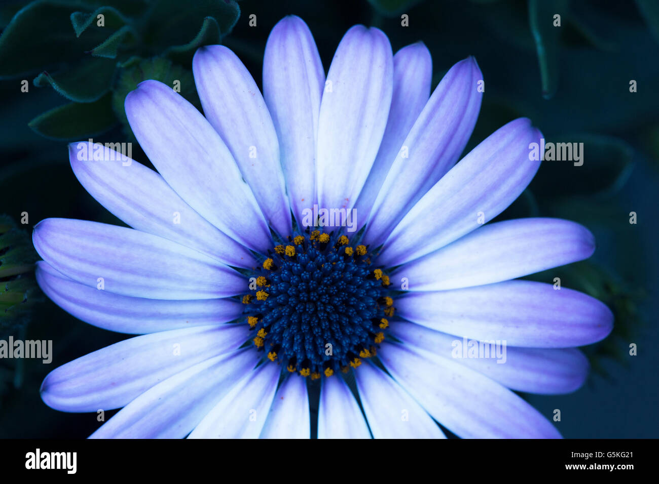 Close up of blooming flower Stock Photo - Alamy