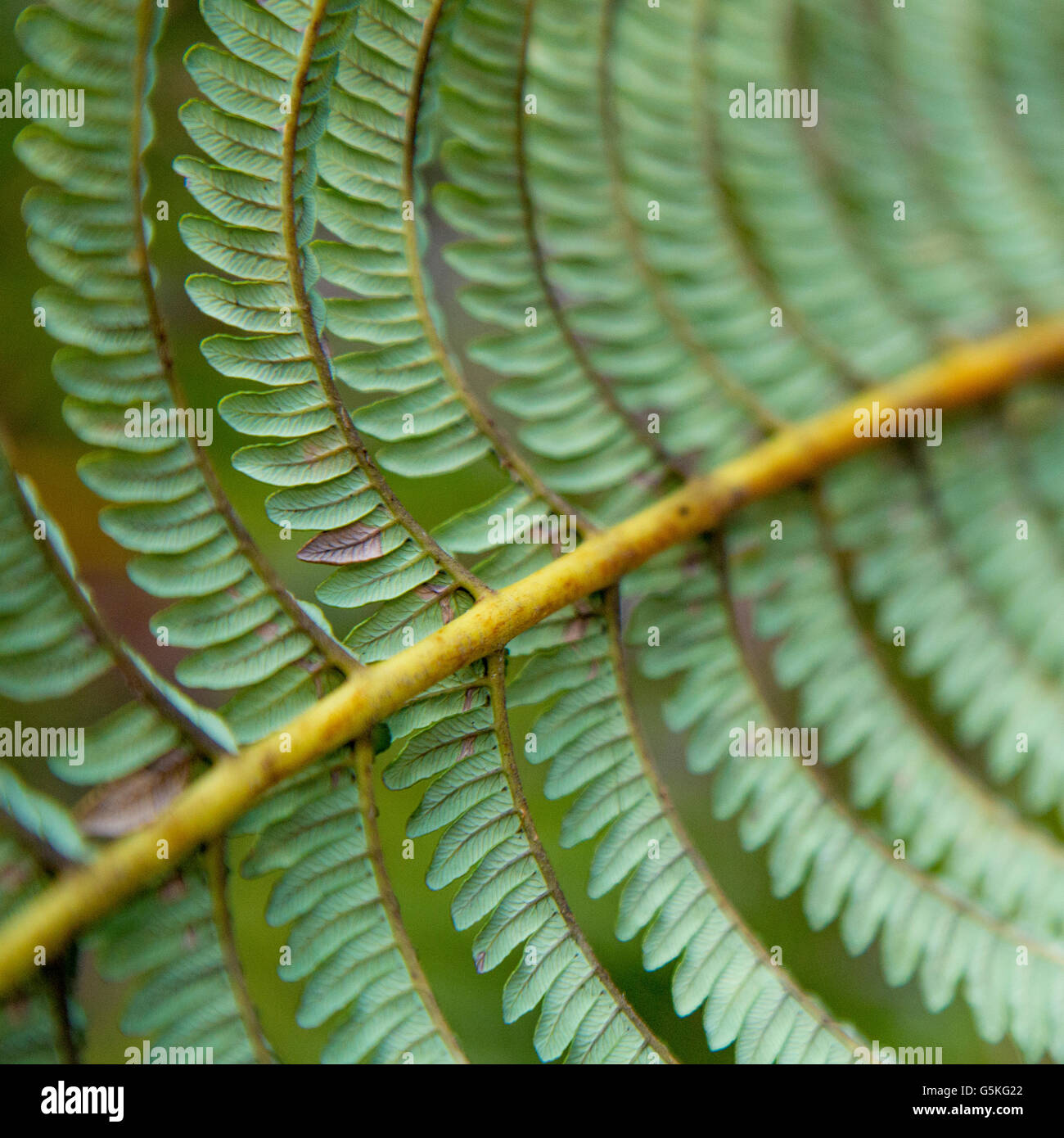 Sequence of a growing plant hi-res stock photography and images - Alamy