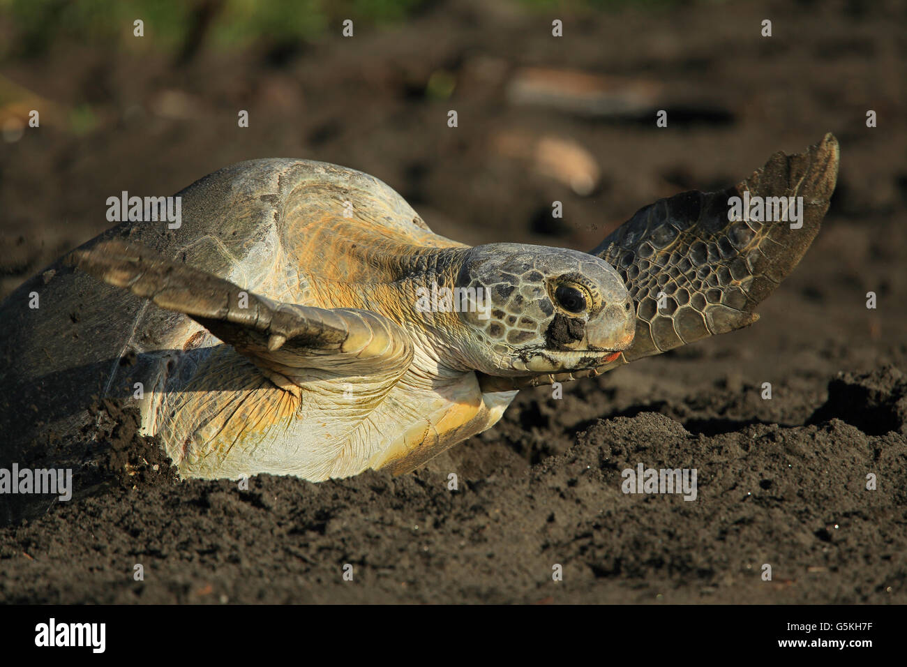 Female green turtle (Chelonia mydas) climbing out of her nest hole in ...