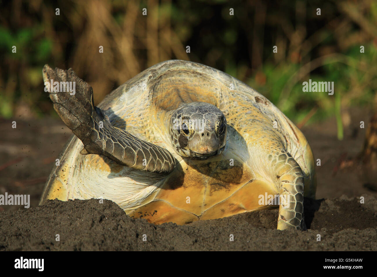 Female green turtle (Chelonia mydas) climbing out of her nest hole in ...