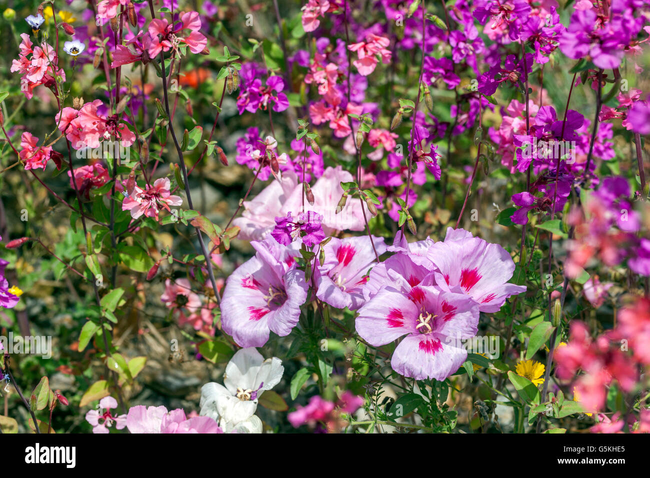 Meadow flowers Clarkia amoena, formerly Godetia Stock Photo - Alamy