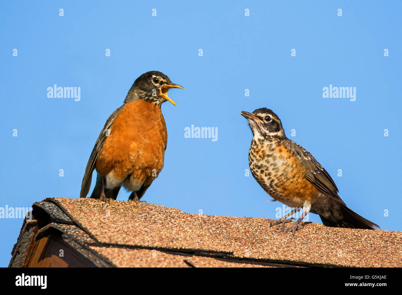 Mother robin hi-res stock photography and images - Alamy