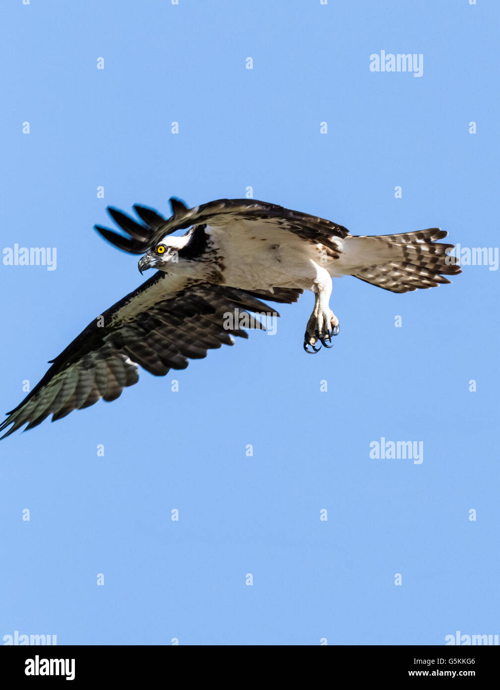 Osprey in flight, Pandion haliaetus, sea hawk, fish eagle, river hawk ...