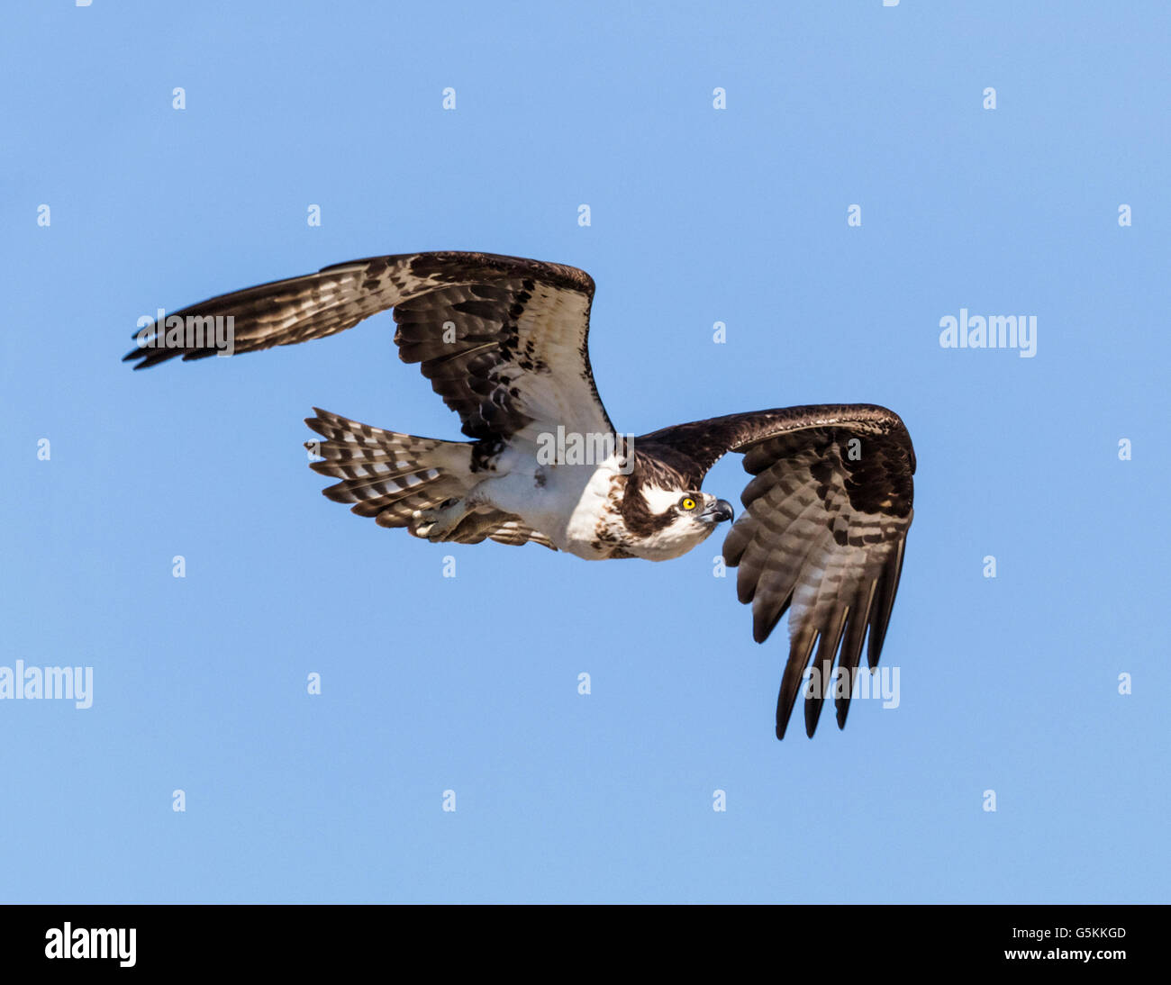 Osprey in flight, Pandion haliaetus, sea hawk, fish eagle, river hawk ...