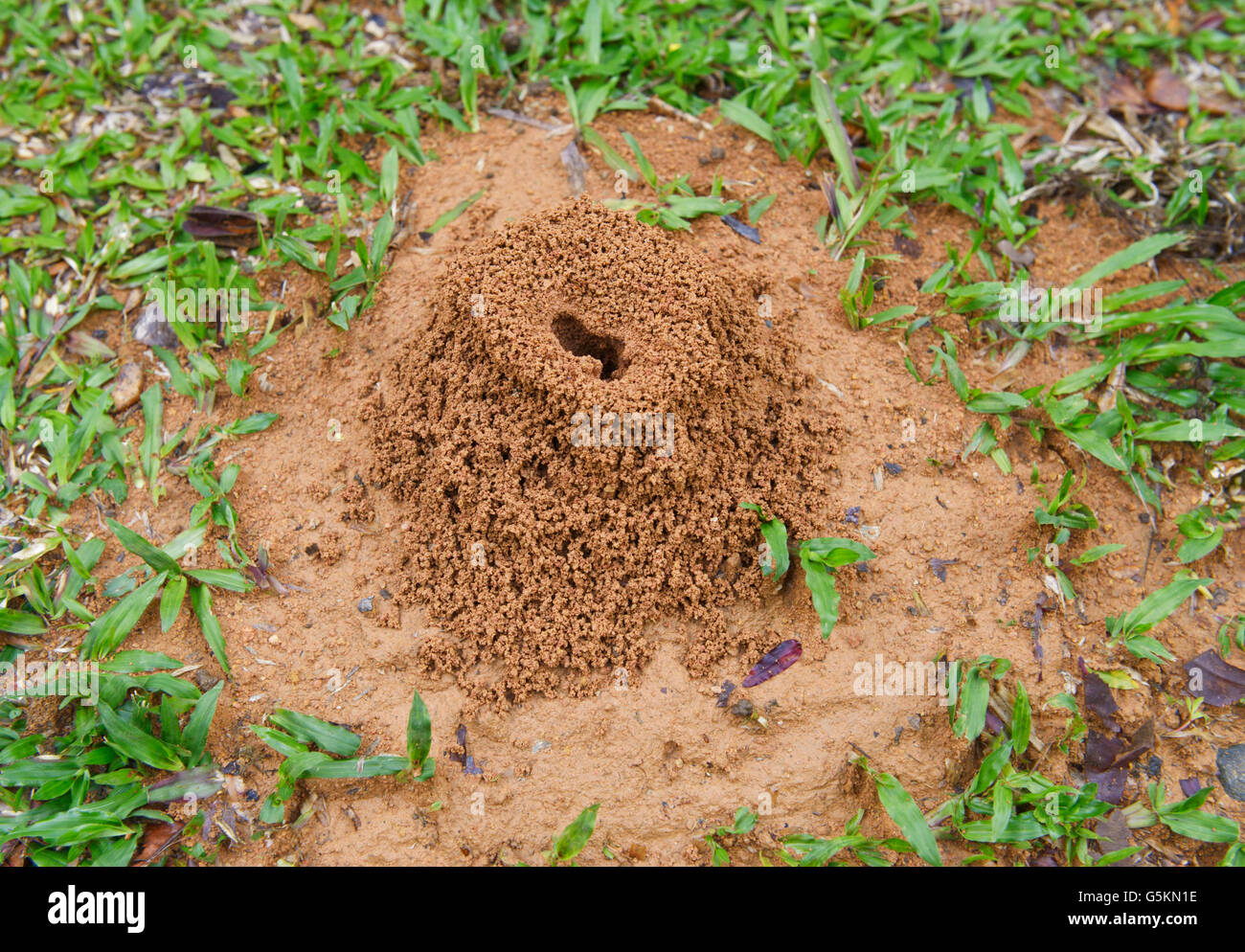 Ant hill hi-res stock photography and images - Alamy