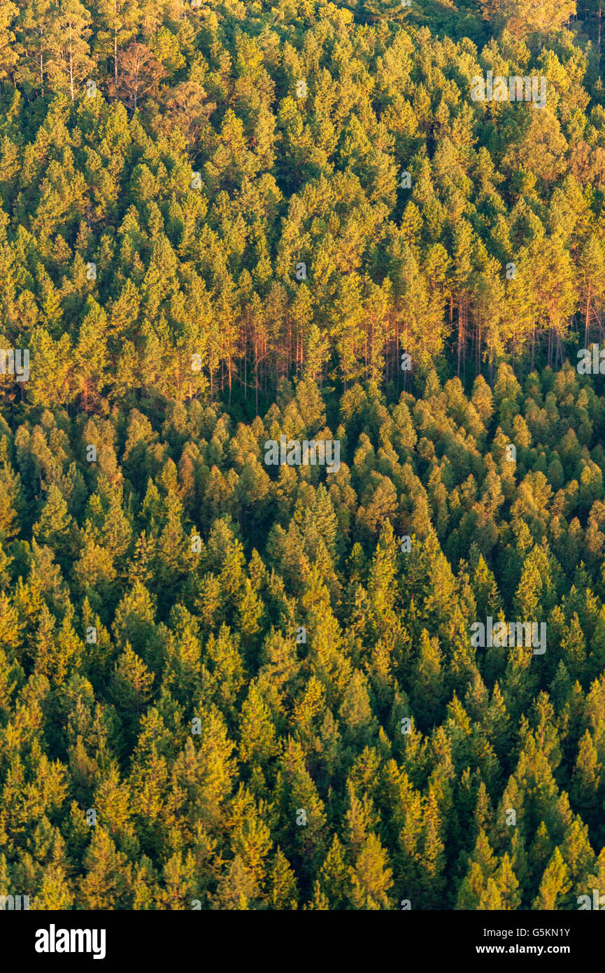 High density forests hi-res stock photography and images - Alamy