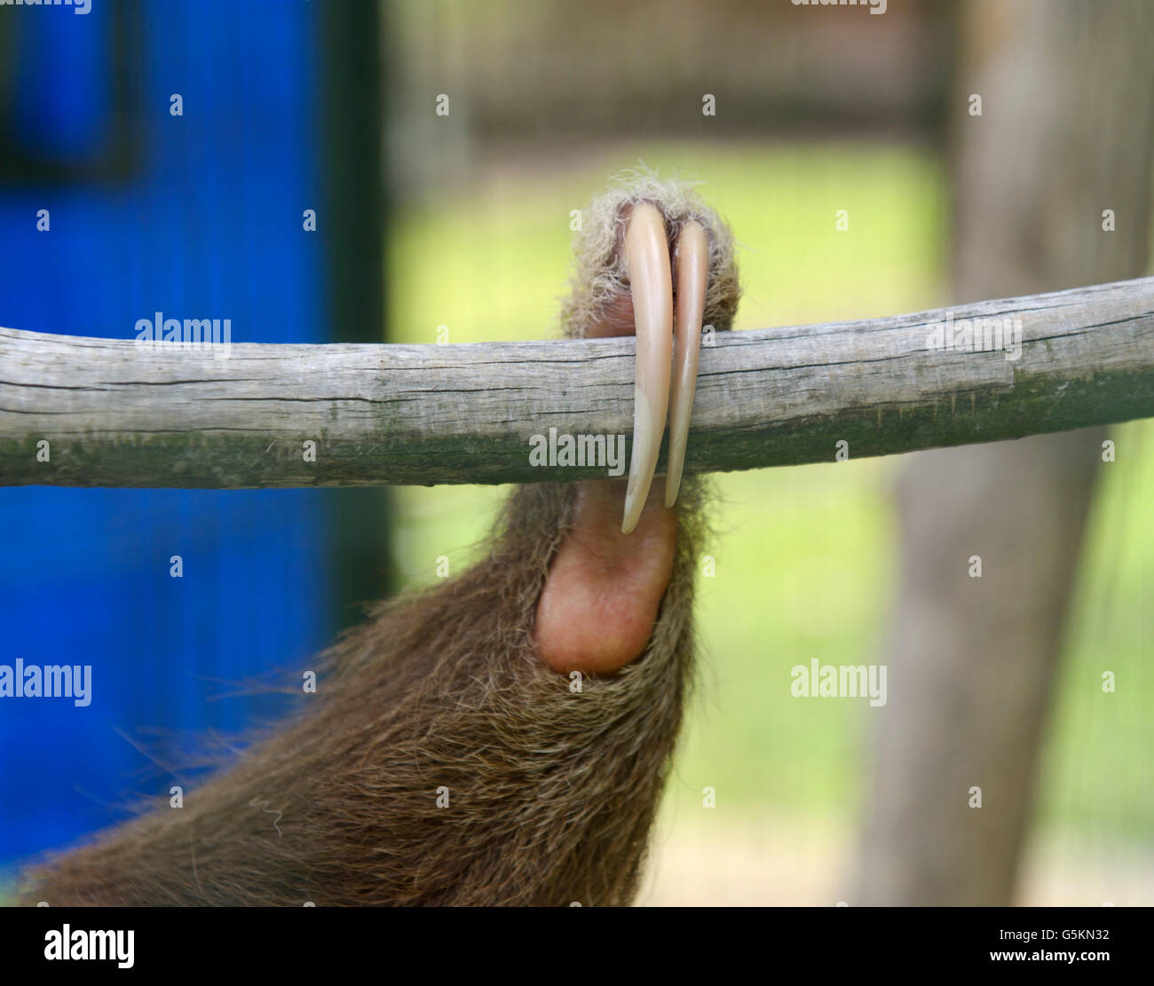 Two-toed sloth, Choloepus didactylus, foot Stock Photo - Alamy