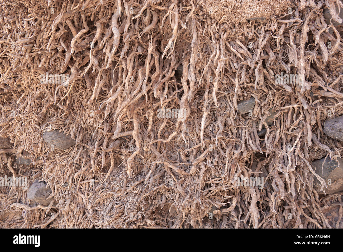 Exposed tree root system hi-res stock photography and images - Alamy