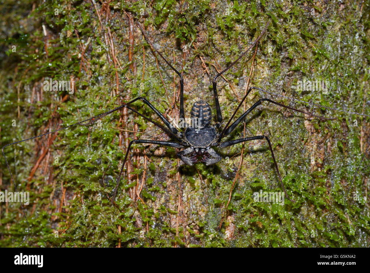 Whip spider, Amblypygi, also known as a tailless whip scorpion Stock ...