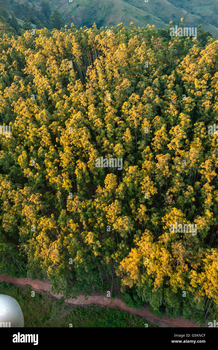 High density forests hi-res stock photography and images - Alamy