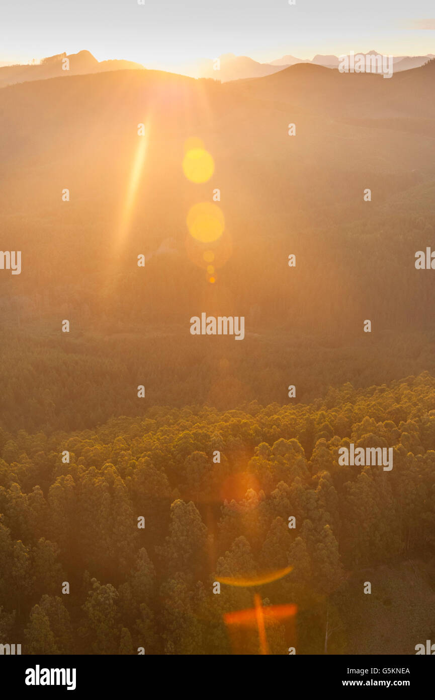 High density forests hi-res stock photography and images - Alamy