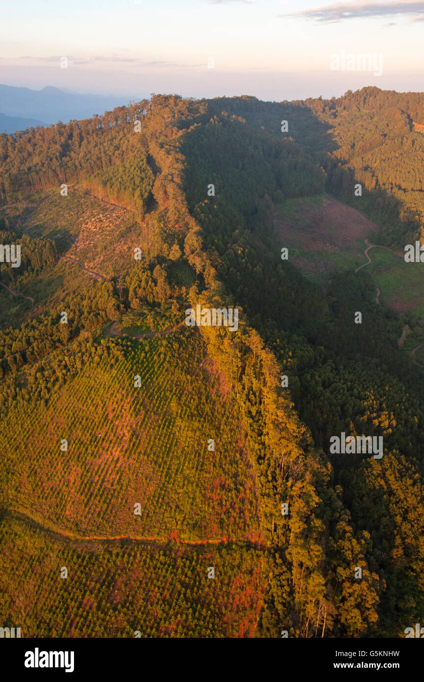 High density forests hi-res stock photography and images - Alamy