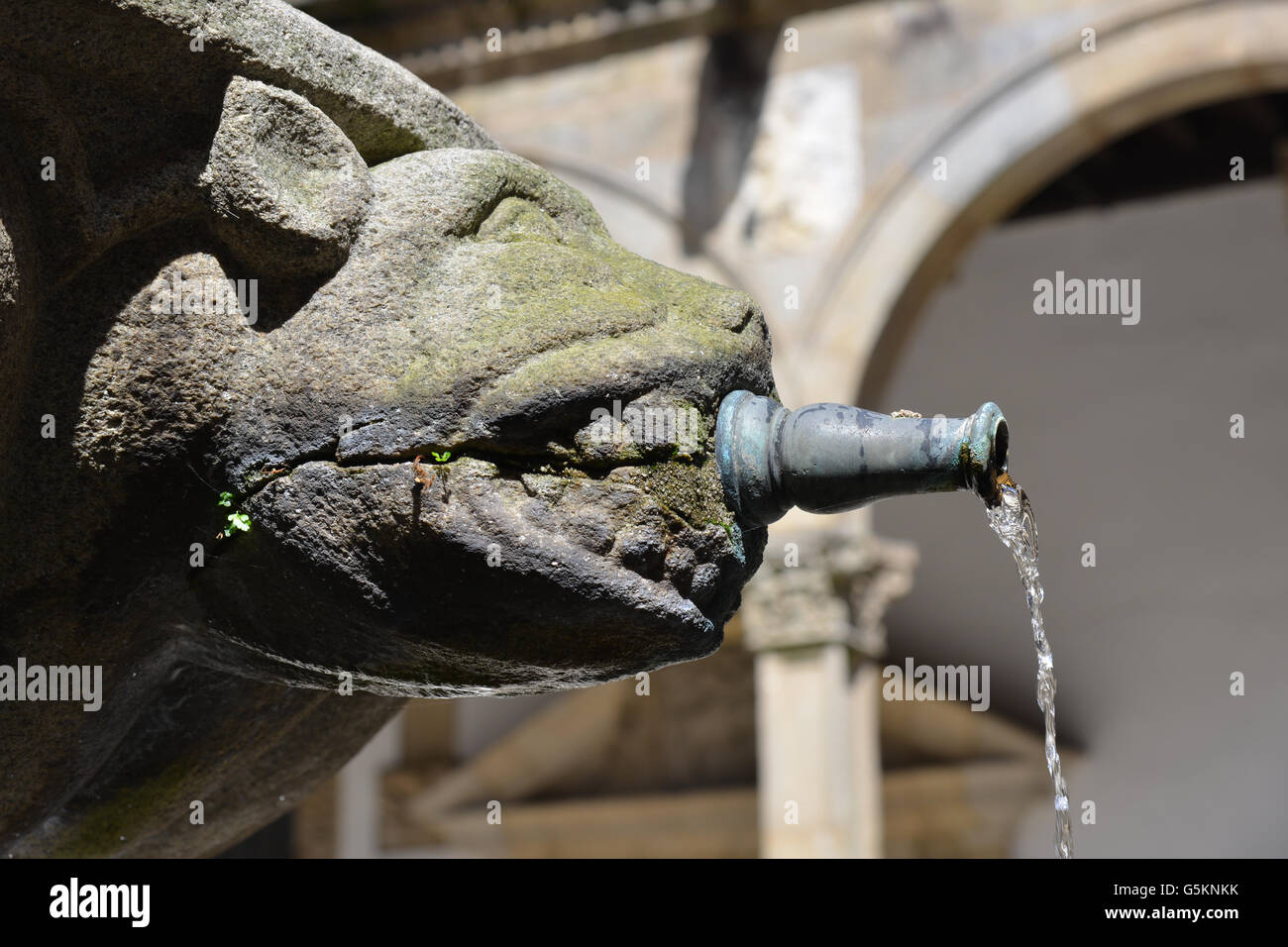 Gargoyle in the mouth of a wolf made of stone in one of the courts of ...