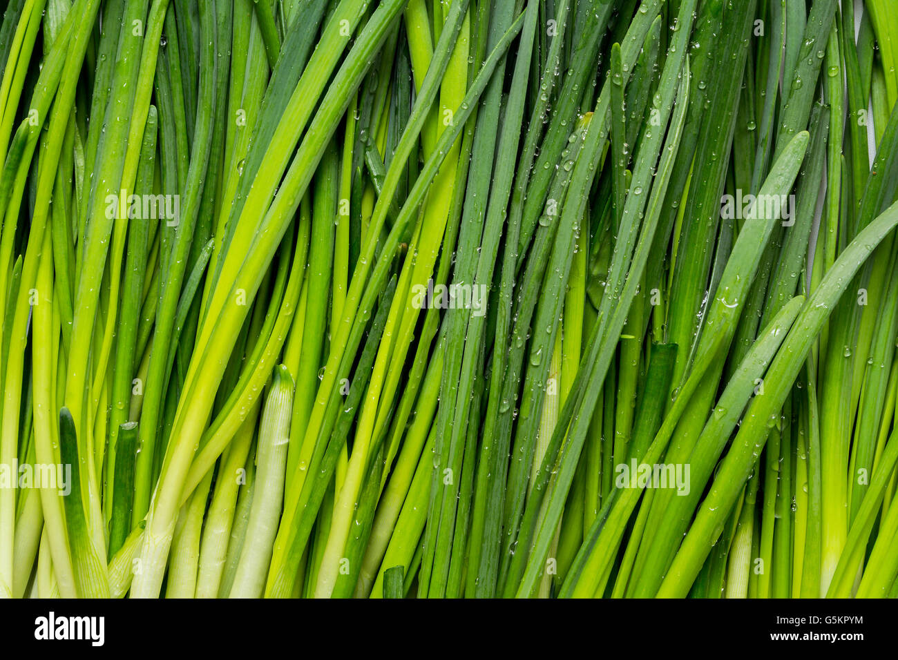 Leaves of onion closeup Stock Photo - Alamy