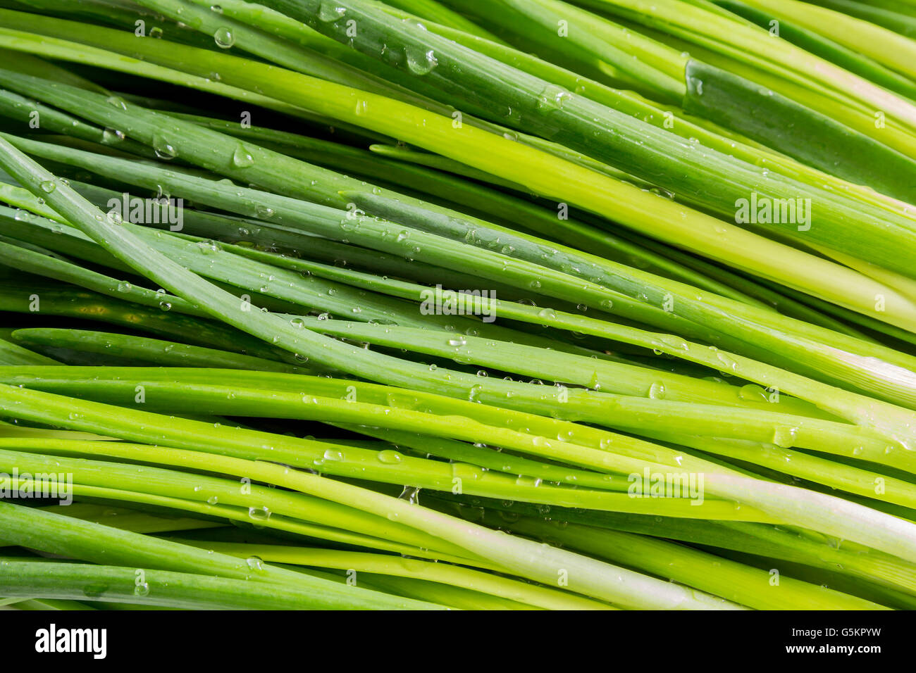 Leaves of onion closeup Stock Photo - Alamy