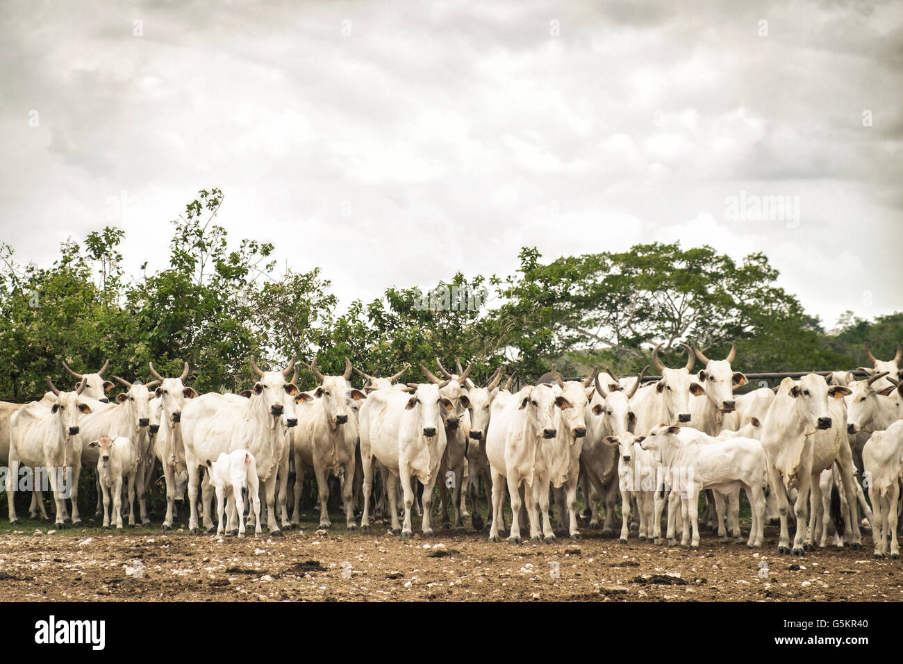 Brahma Brahman Bull High Resolution Stock Photography and Images - Alamy