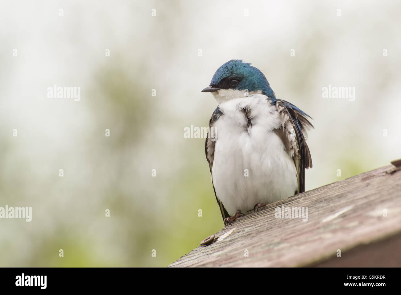 Grey swallow hi-res stock photography and images - Alamy