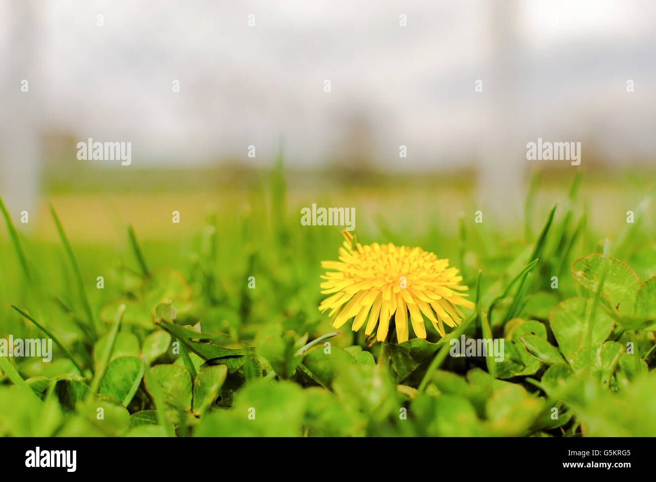 A dandelion in a field of clover Stock Photo - Alamy