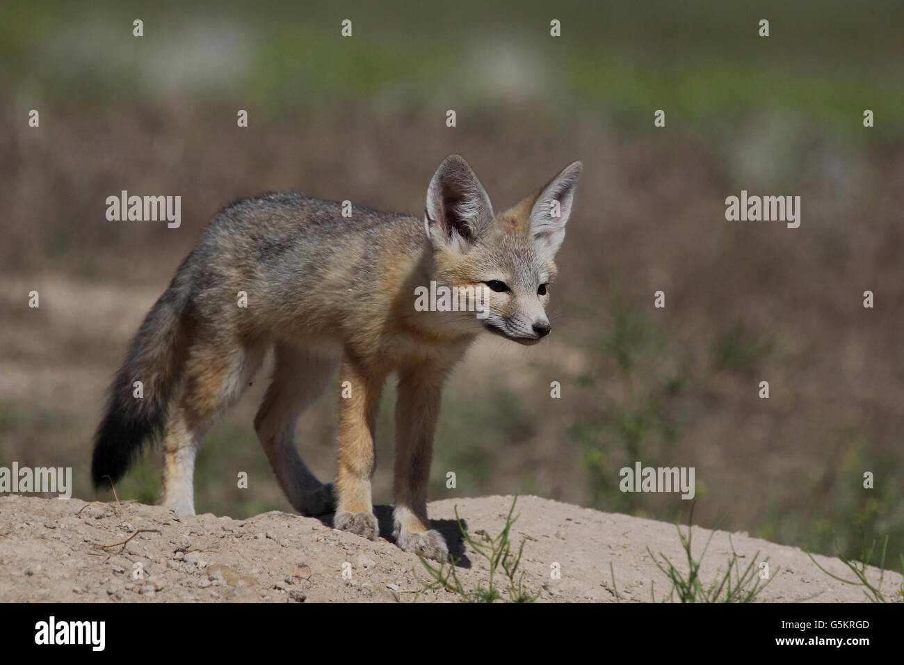 Kit fox pup in the Little Sahara at the Rockwell Outstanding Natural ...
