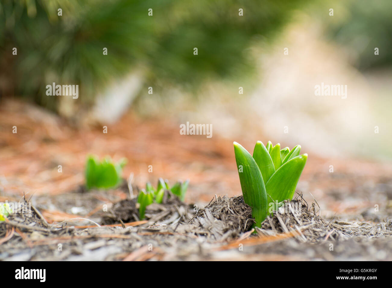 Push soil hi-res stock photography and images - Alamy