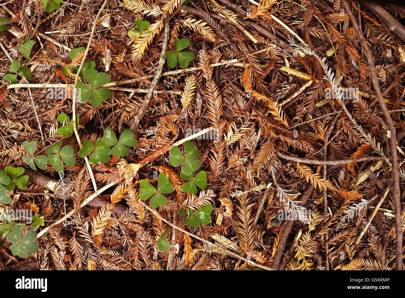 Overhead closeup in forest. California, USA Stock Photo - Alamy