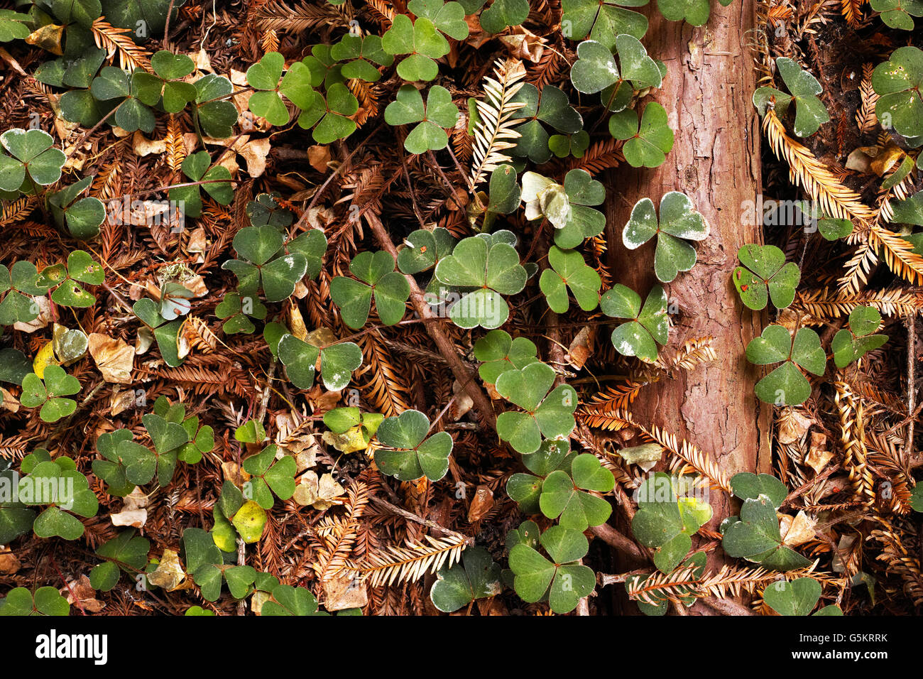 Overhead closeup in forest. California, USA Stock Photo - Alamy