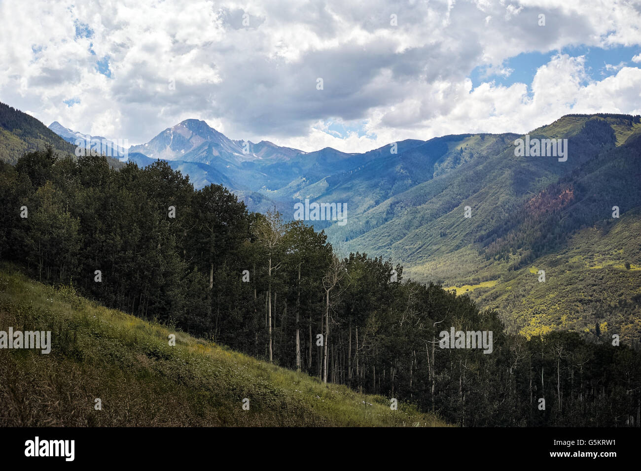 Aspen trees and mountains in summertime near Aspen, Colorado. USA Stock ...