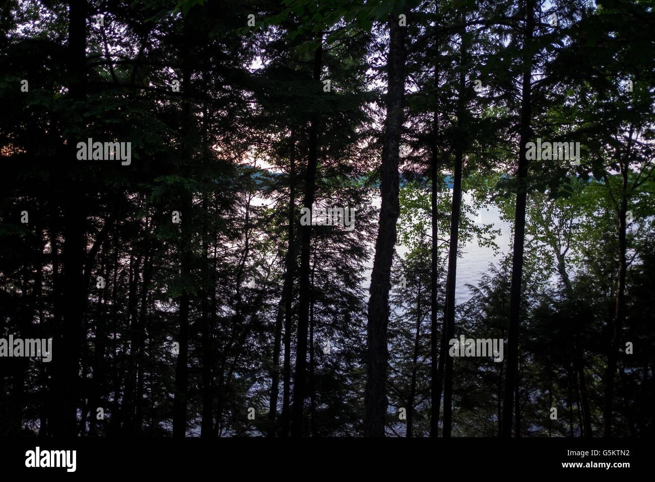 Tress and landscape hi-res stock photography and images - Alamy