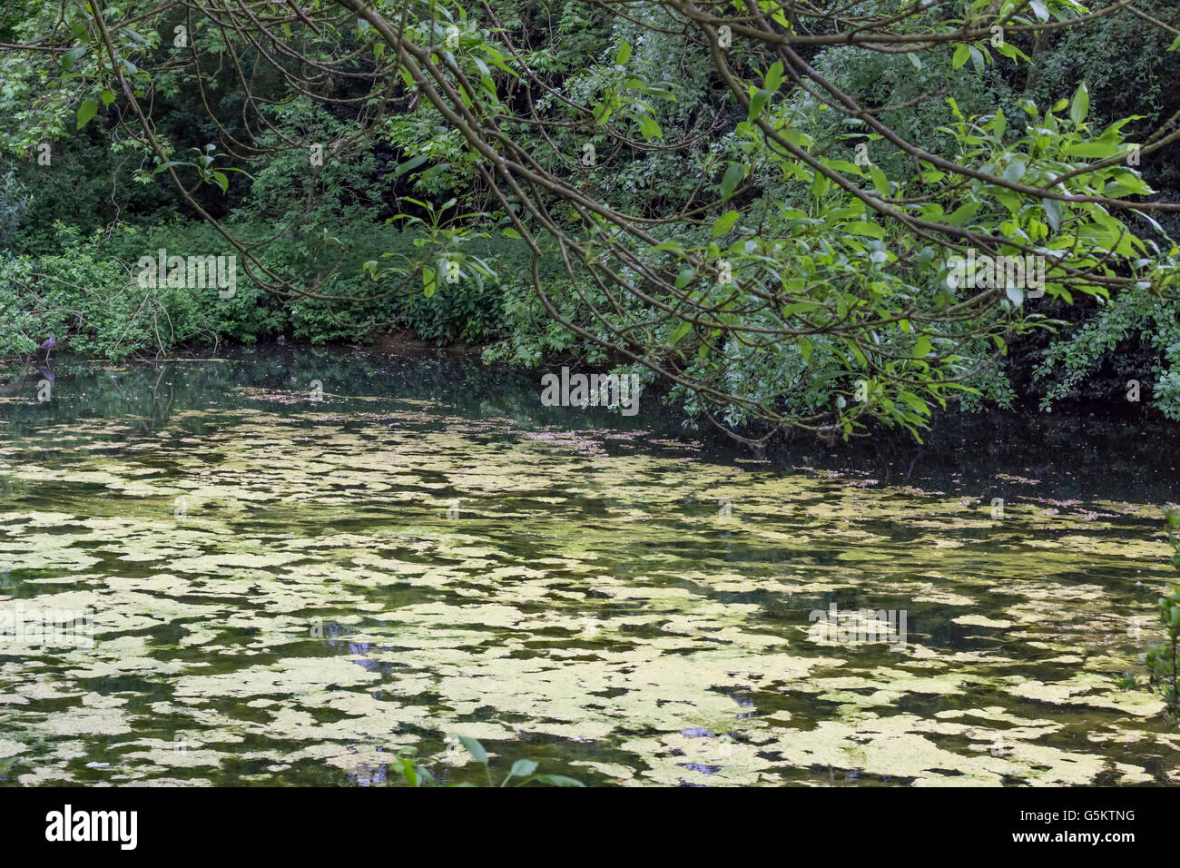Nature background in a park at spring time Stock Photo - Alamy