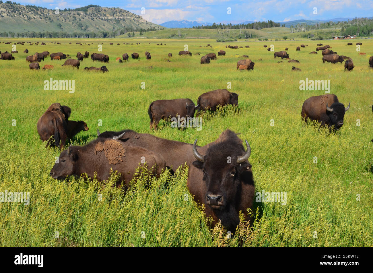 Bison yellowstone landscape hi-res stock photography and images - Alamy