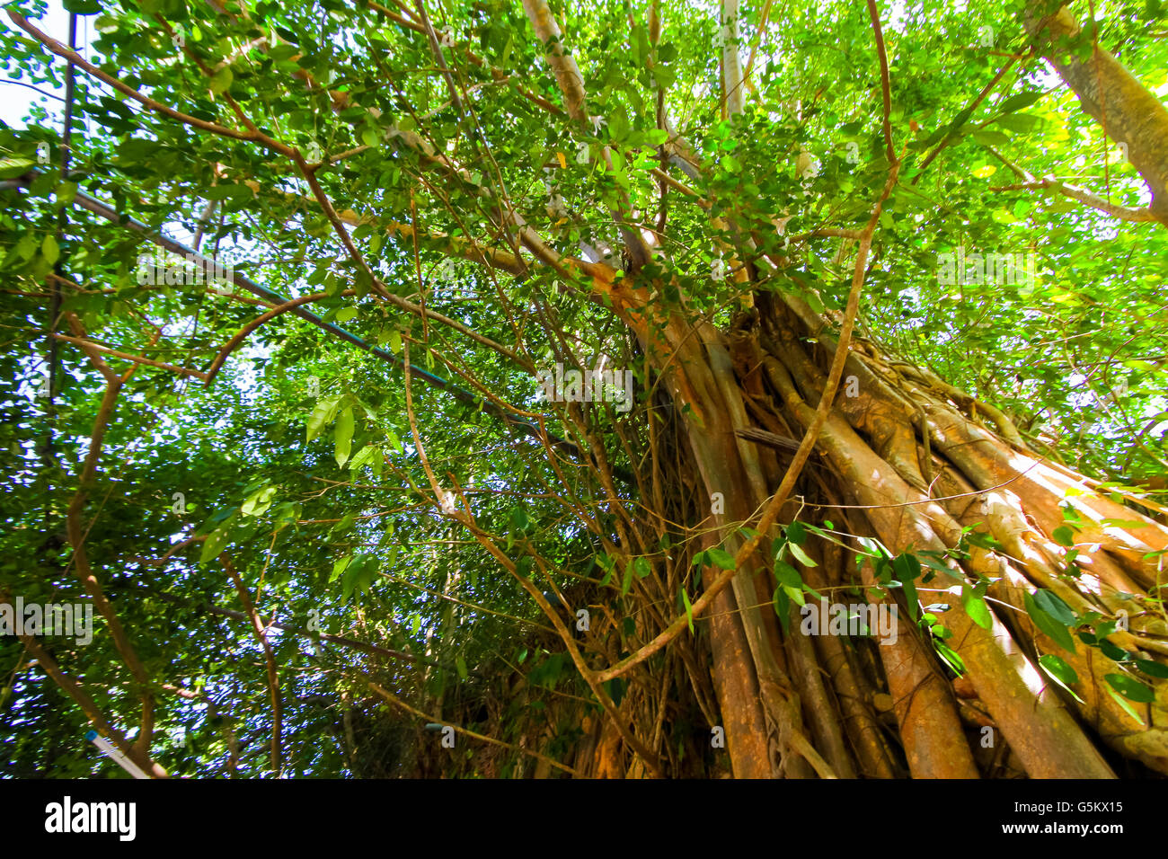 big tree branch and leaf of big tree at sunrise Stock Photo - Alamy