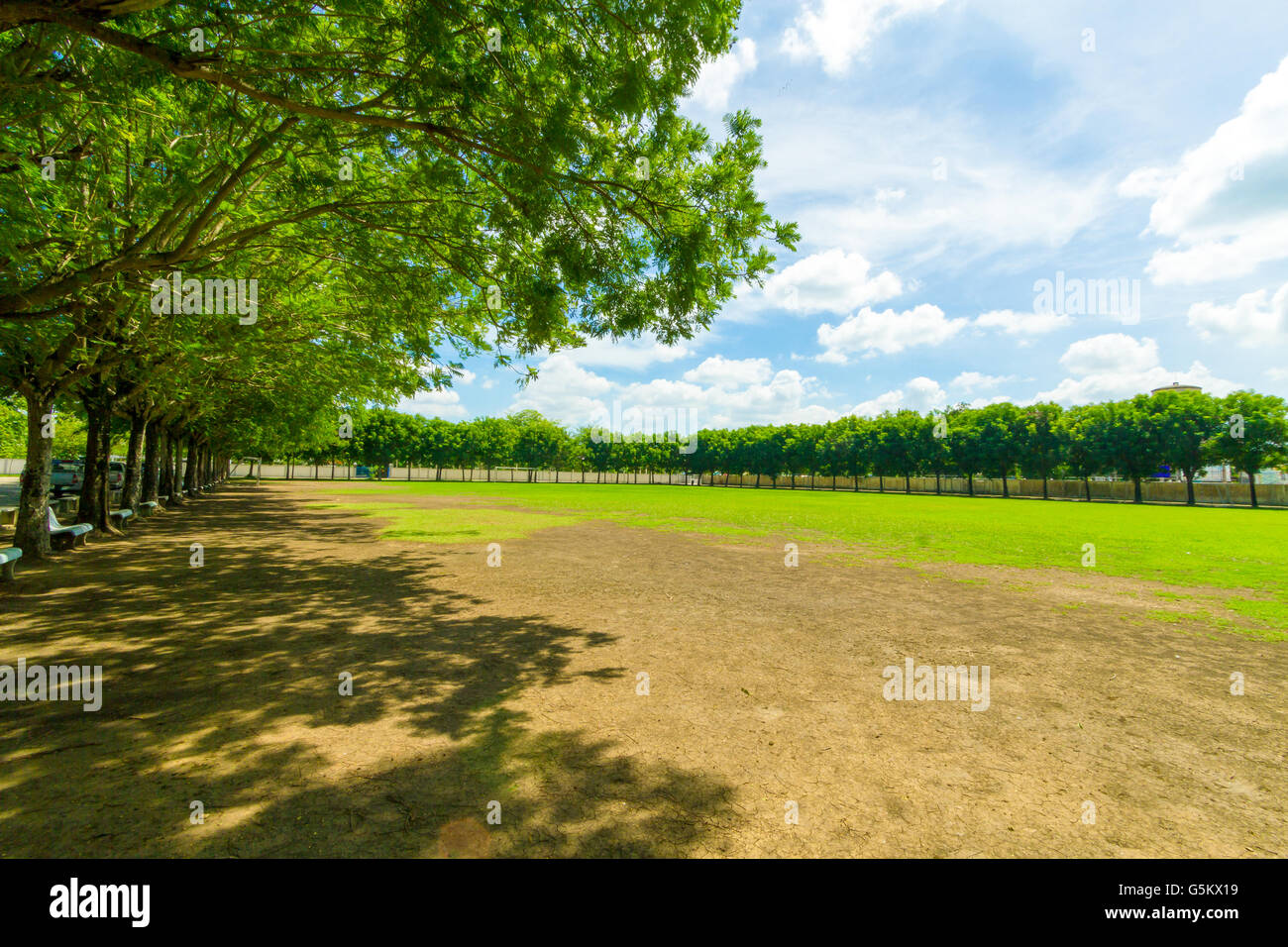 big tree branch and leaf of big tree at sunrise Stock Photo - Alamy