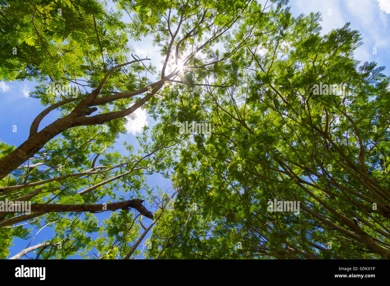Big tree branch and leaf of big tree at sunrise Stock Photo - Alamy
