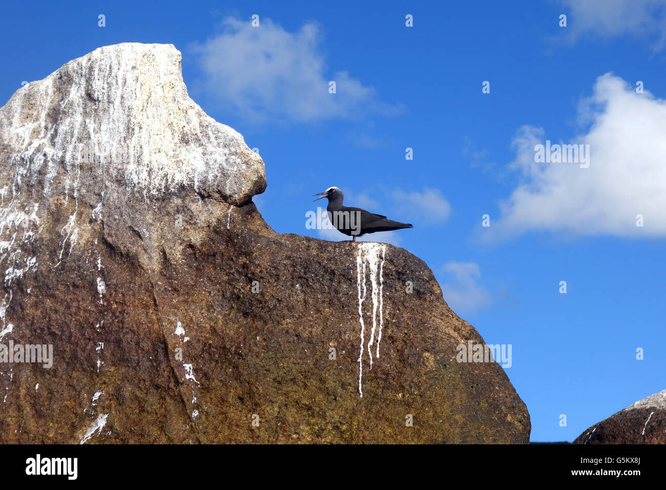 Black noddy hi-res stock photography and images - Alamy