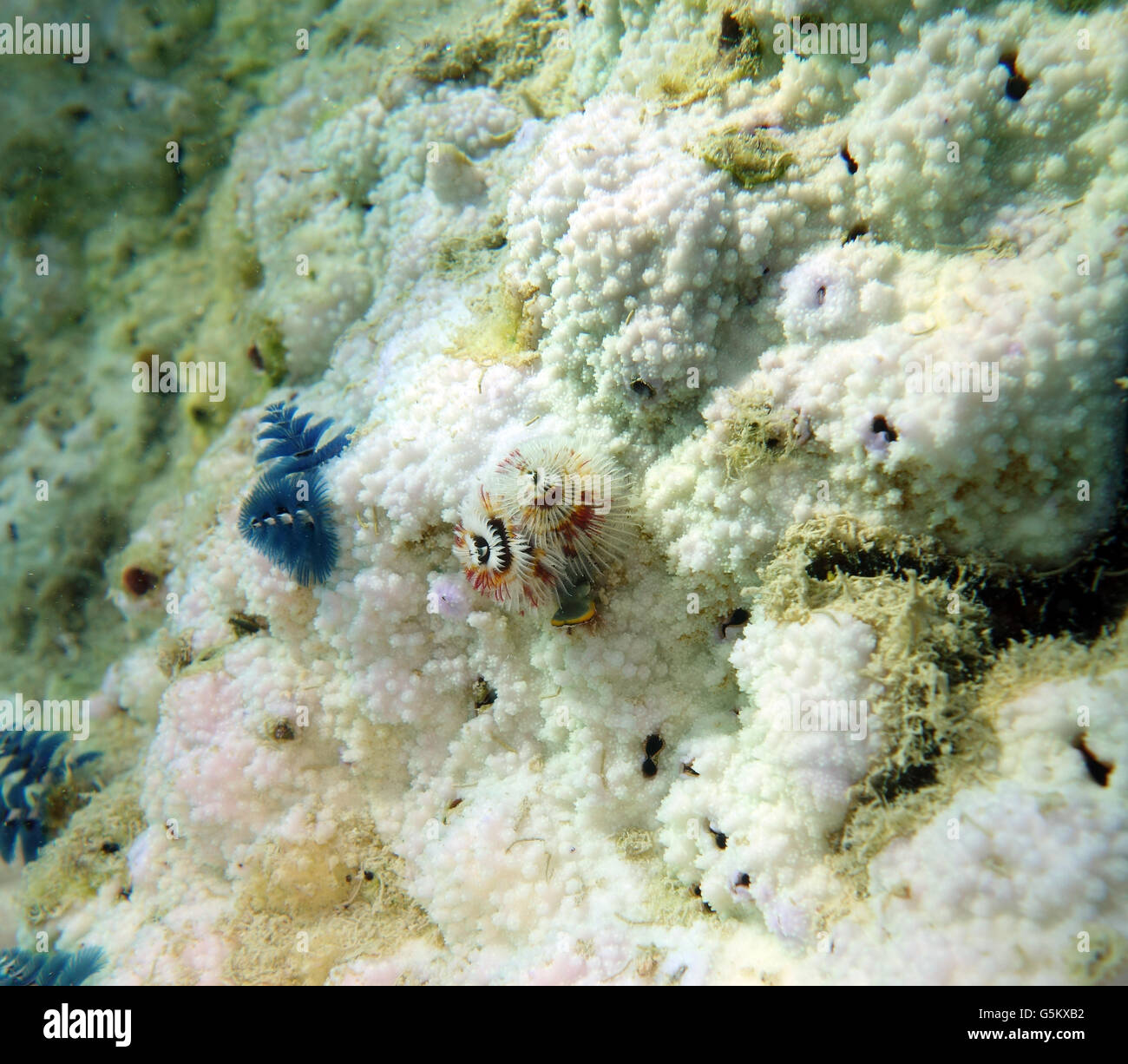 Christmastree worms (Spirobranchus giganteus) still alive in bleached ...