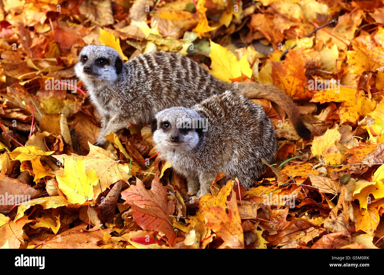 Meerkats playing in the foliage at Blair Drummond Safari Park near ...